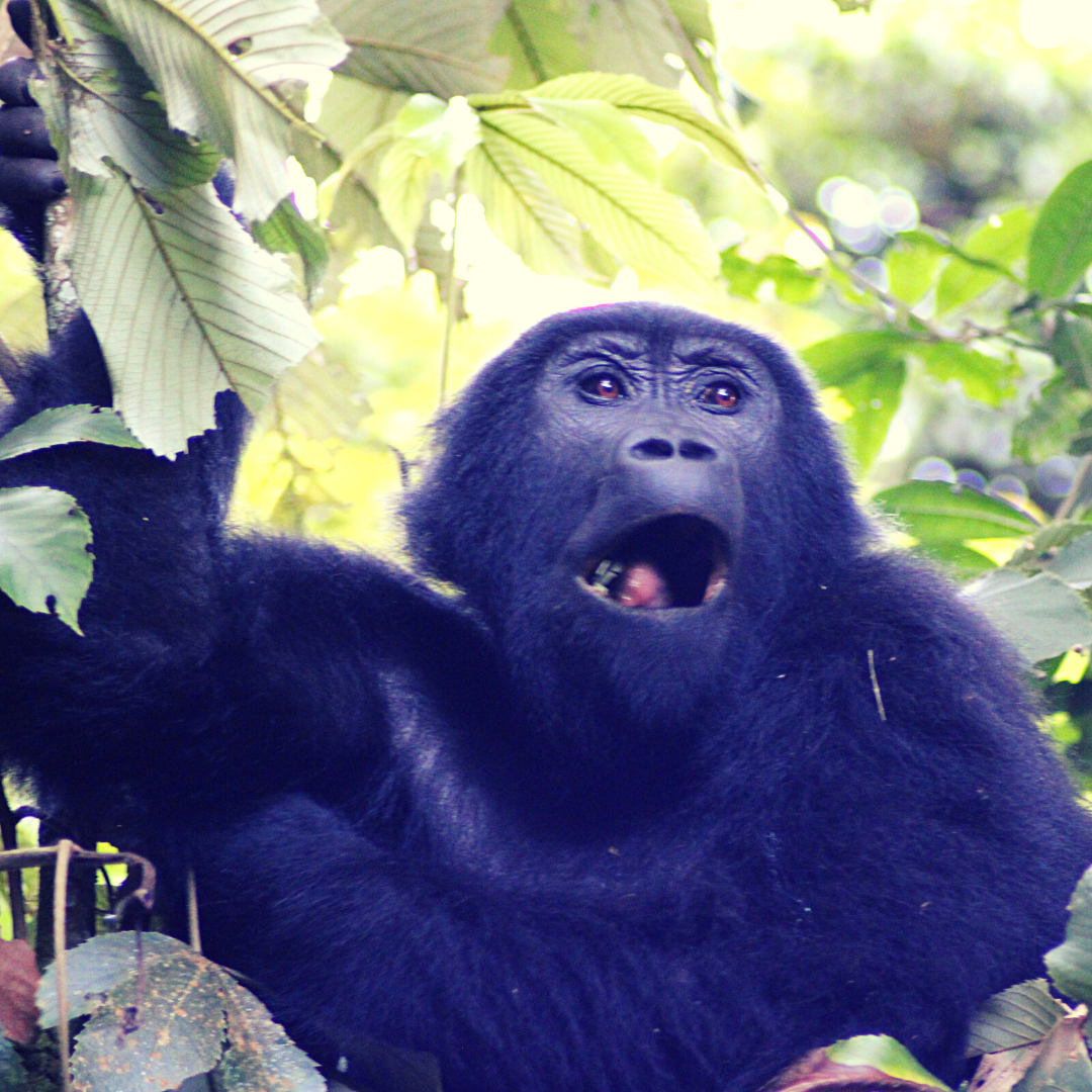 Is Gorilla Trekking in Uganda Worth It?