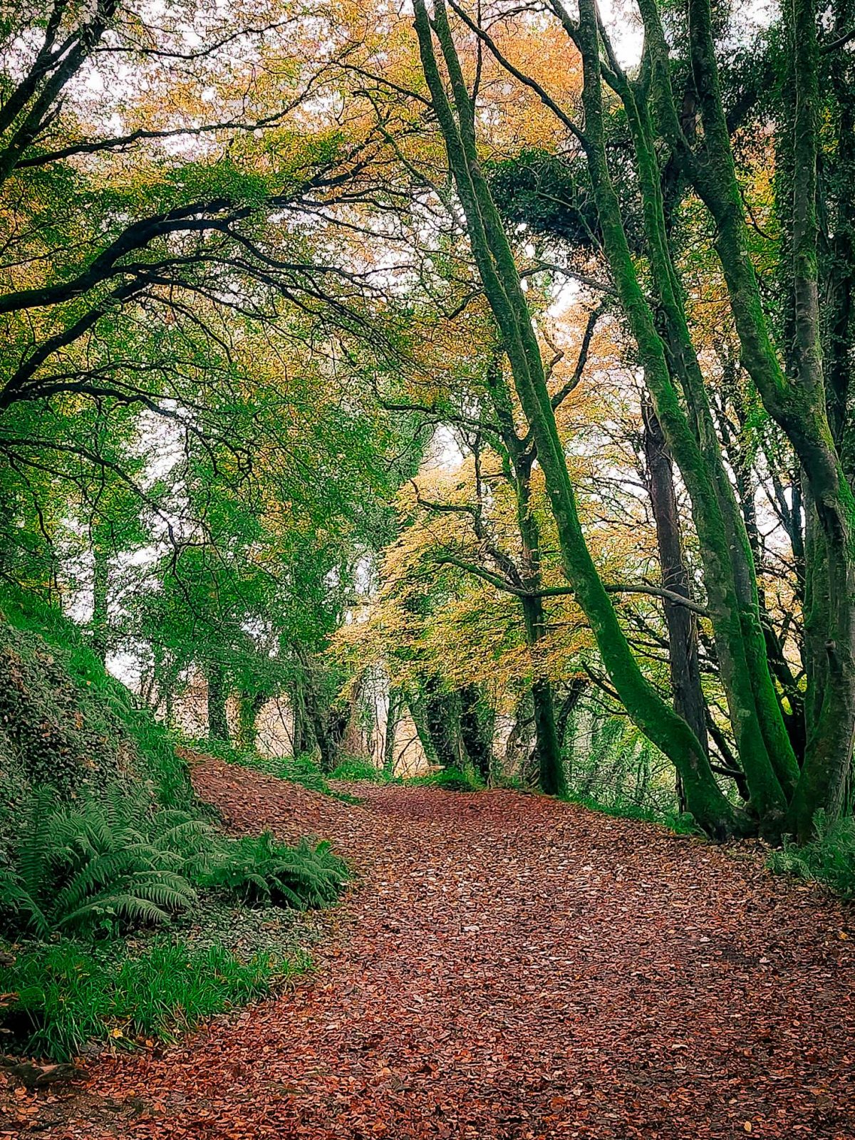 14 Best Free Things to Do in Cork County
